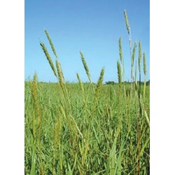 Virginia Wildrye - Roundstone Native Seed Company